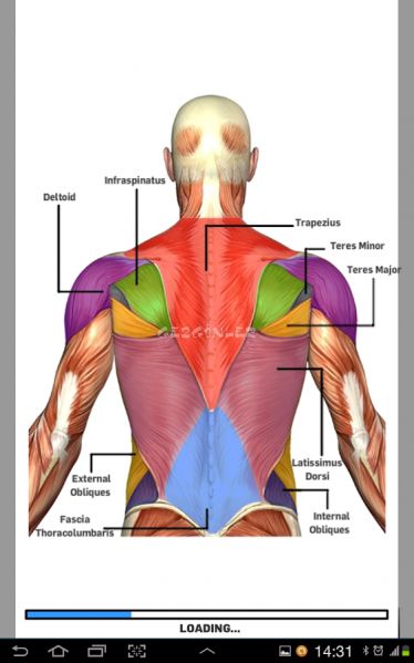 Anatomi Oyunu Anatomicus İndir (Android) - Gezginler Mobil